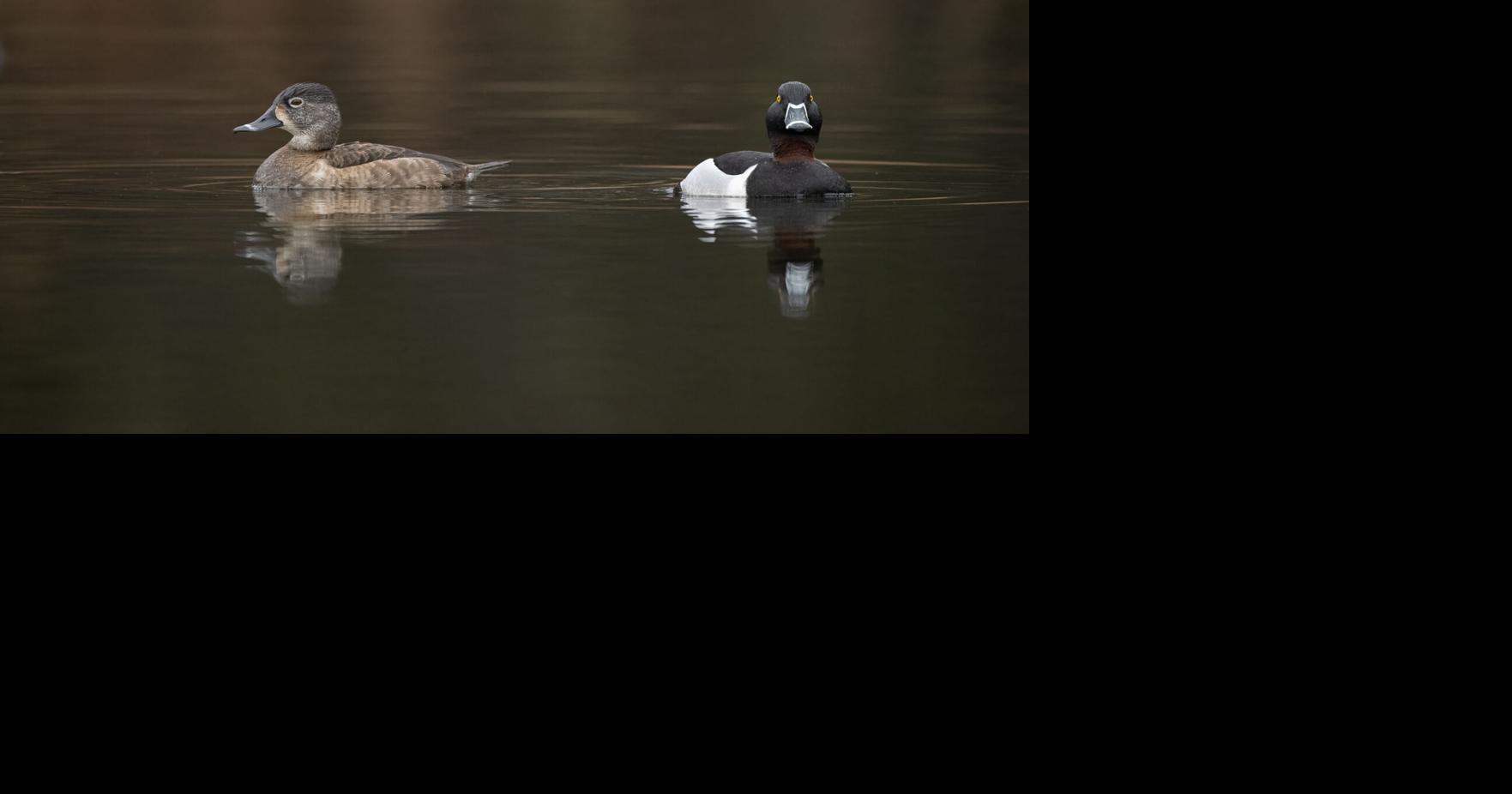 Just passing through: The Ring-necked Duck | Columns | hngnews.com