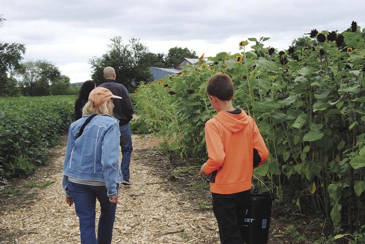 Brandel’s Blooms, brings farm fun to area | Share | hngnews.com