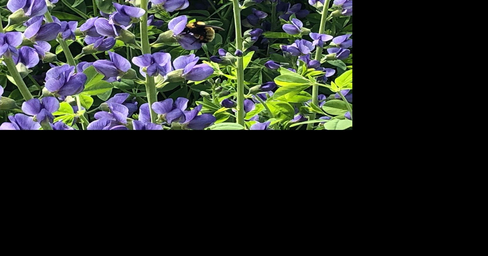 Sun Prairie part of pollinator garden network | Community | hngnews.com