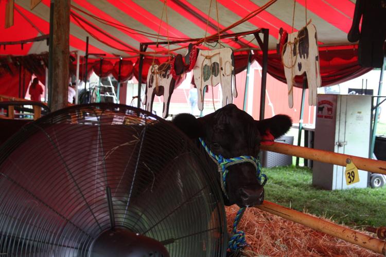 Lodi Agricultural Fair 2025 | News | hngnews.com