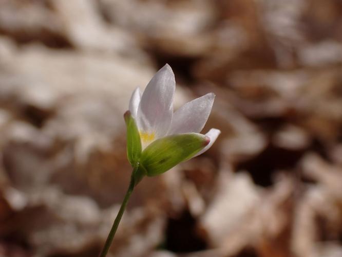 Natural Connections: Plant professors of early spring | Columns ...