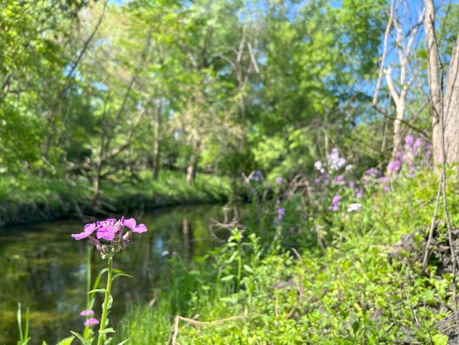 DeForest residents help fight invasive species at Western Green Park ...