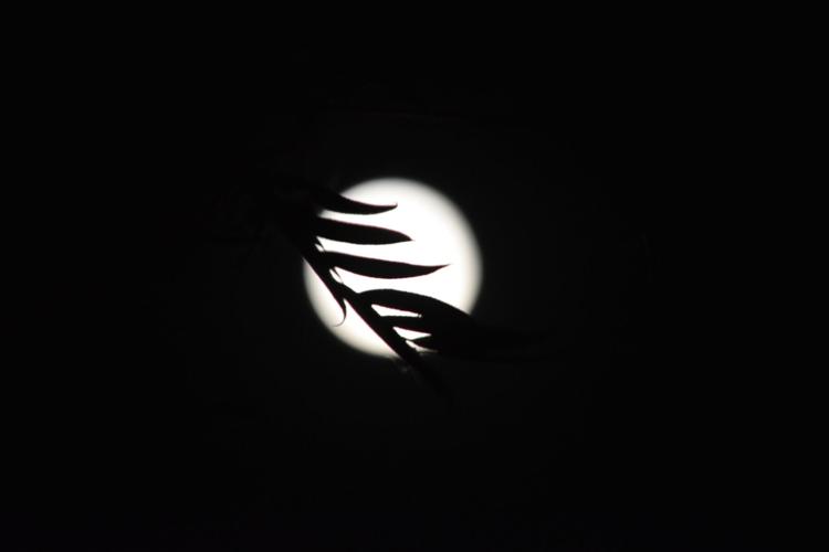 Every once in a blue moon ... | Regional | hngnews.com