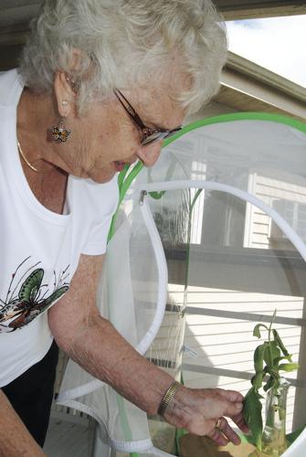 Monarch mama, Zoern shares knowledge and beauty of butterflies | Lake ...