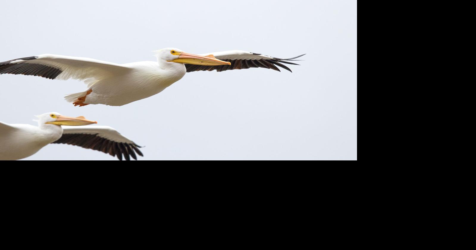 Feathered Feature: American white pelicans | Columns | hngnews.com