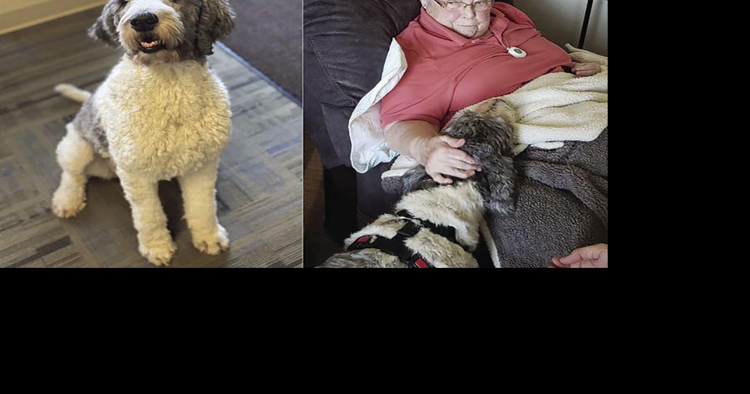 Good Golly Miss Molly: Pet therapy dog brings comfort to Rainbow ...