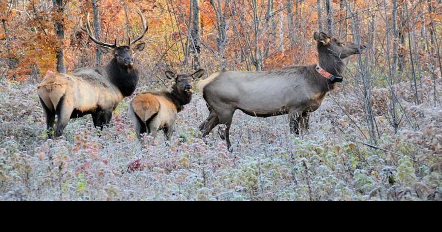 DNR: Seeking Elk Management Plan input | Sports | hngnews.com
