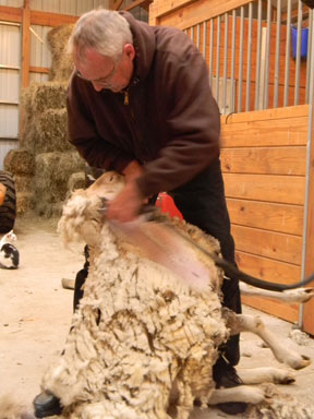 Douglas elevates sheep shearing to fine art | Community | hngnews.com