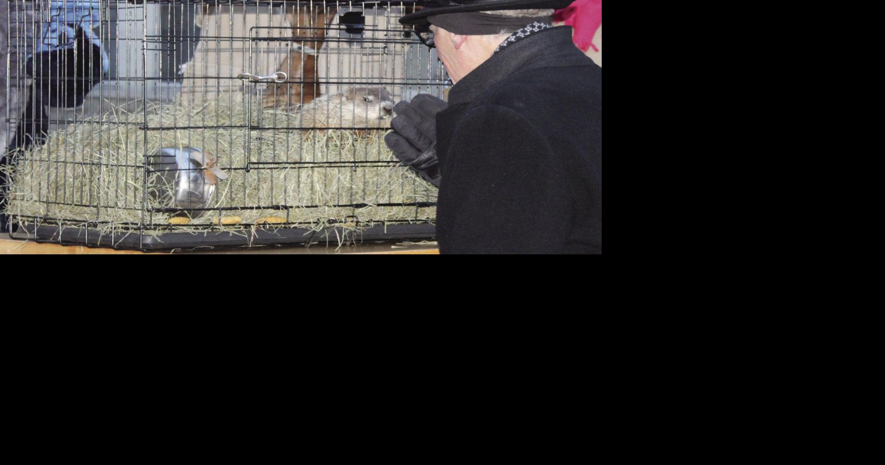 Sun Prairie's Jimmy disagrees with Punxsutawney Phil | Regional ...