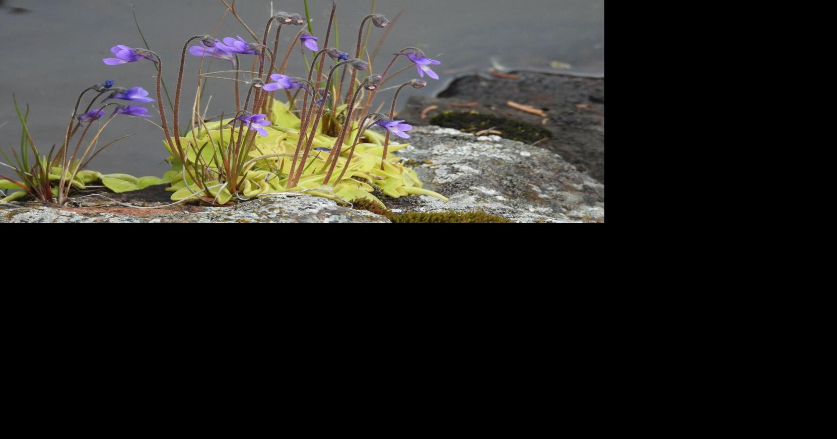 Natural Connections: Studying tough but fragile plants | Columns ...
