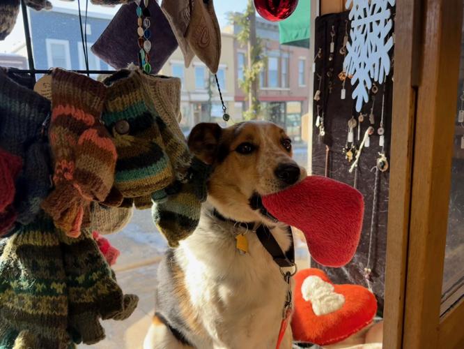 Dog at Cambridge Jewelry talks to customers | News | hngnews.com