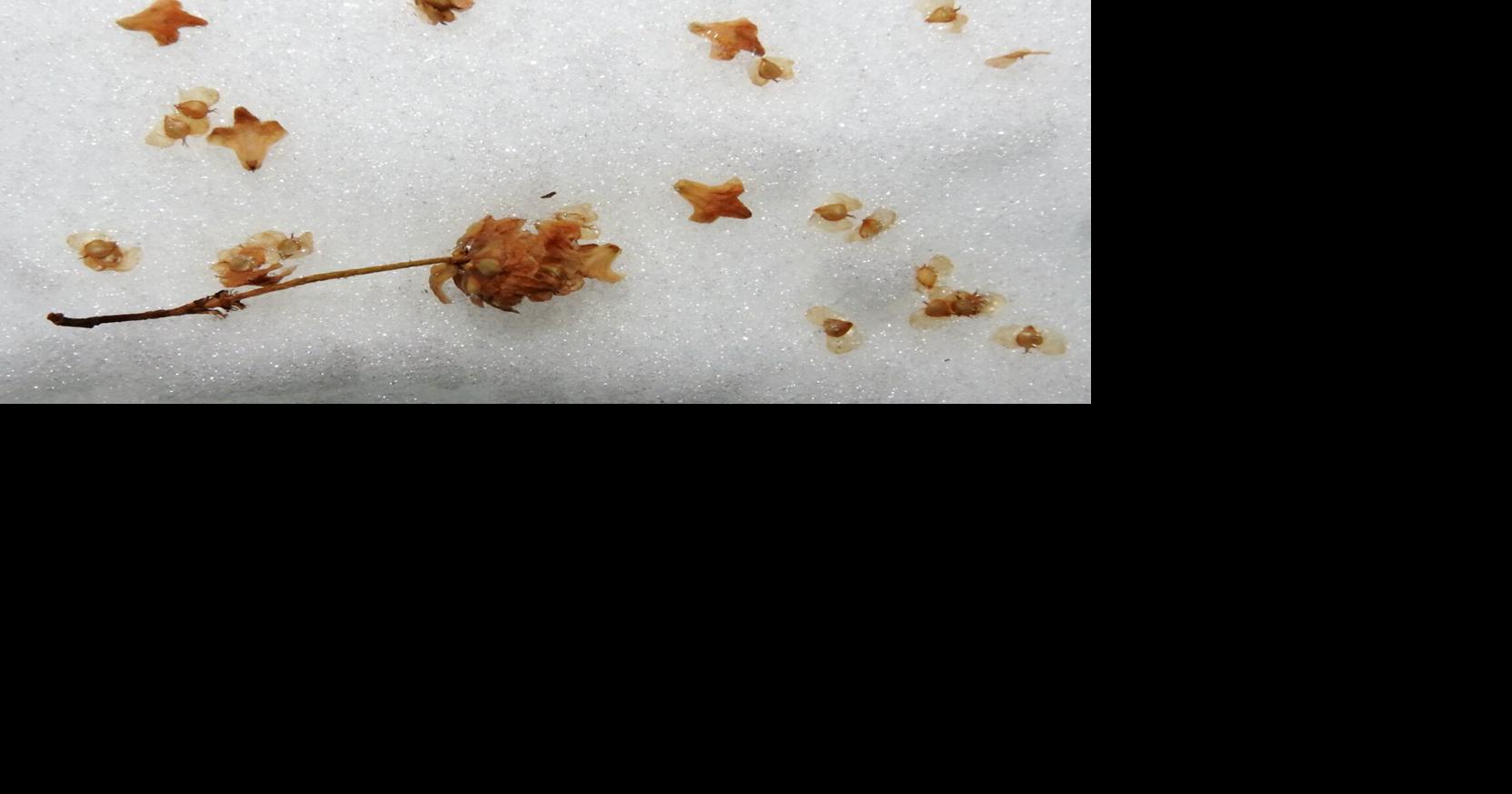 Natural Connections: Hemlock and paper birch, an odd couple | Columns ...