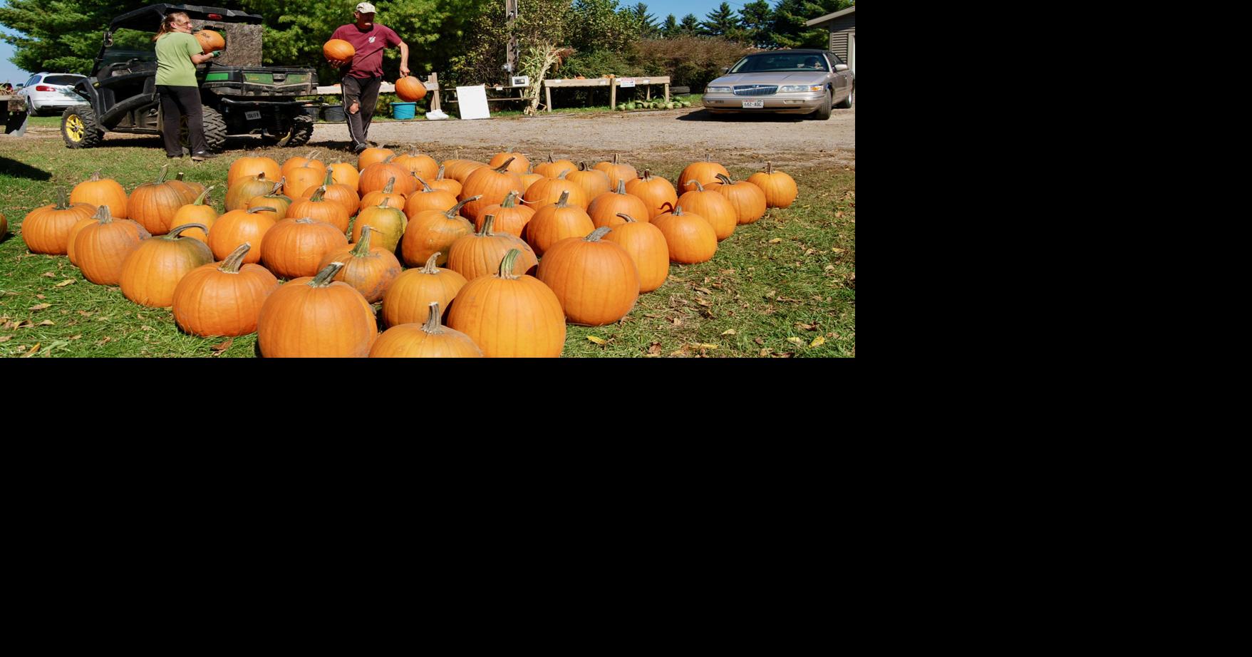 Great pumpkins and squash rise from patches at Kuffer’s | Milton ...