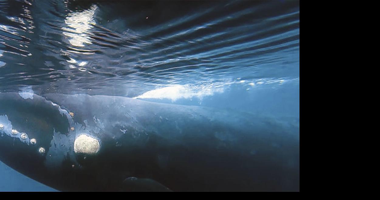 Japan proposes end to commercial whaling ban, faces pushback | News ...