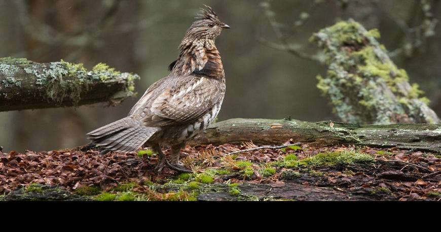 DNR: Wisconsin ruffed grouse survey shows increase in drumming grouse ...