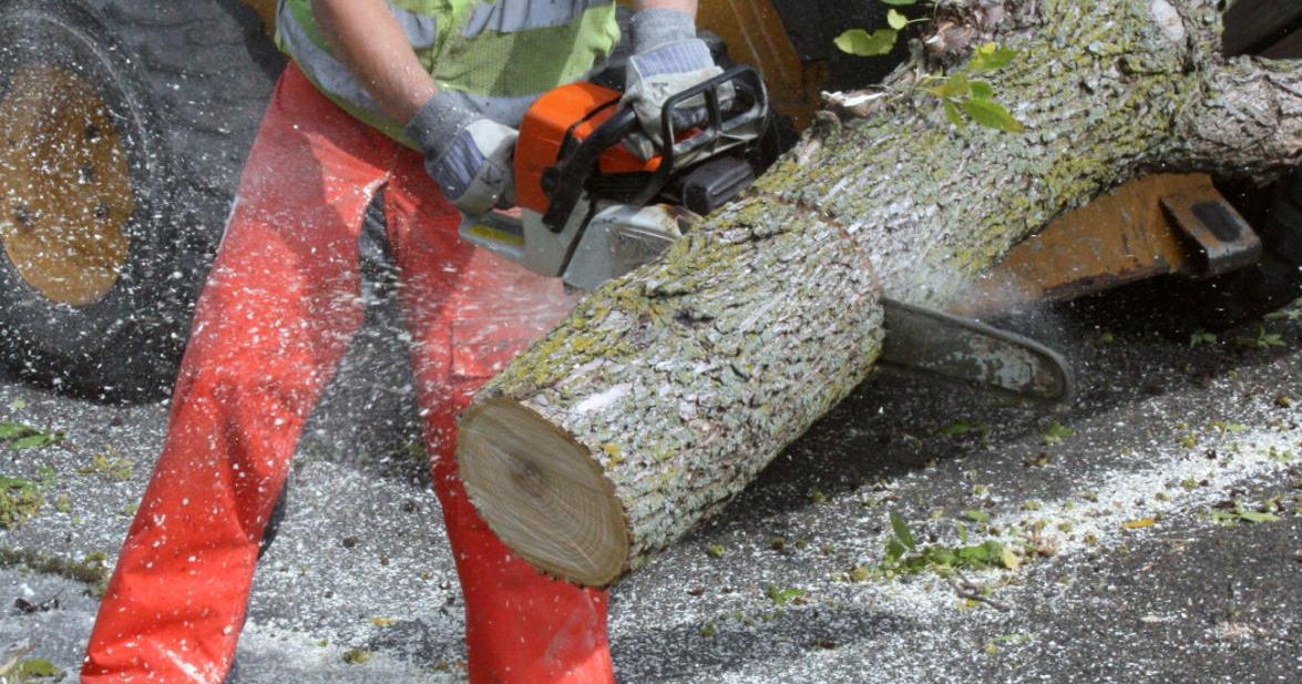 City of Sun Prairie gives advice for ash trees located outside rights ...