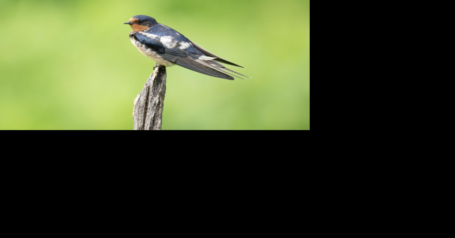 leucistic swallow