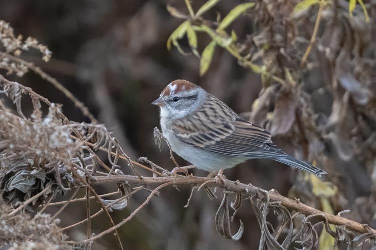 Leucism: birds of an unusual feather | Columns | hngnews.com