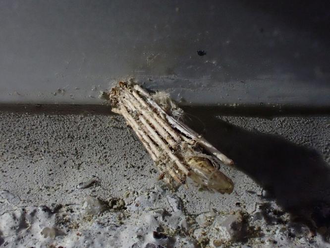 Natural Connections: Adventures with bagworm moths | Columns | hngnews.com