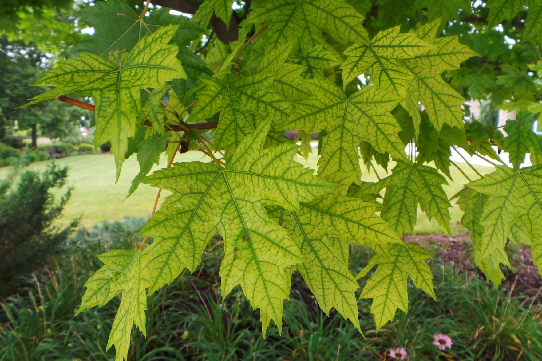 Yard & Garden: Diagnosing yellow leaves | Columns | hngnews.com