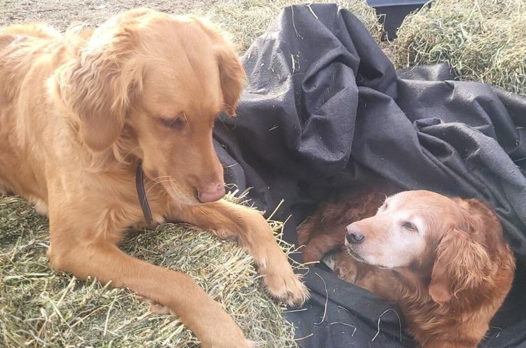 An Outdoorsman's Journal: Ruby, the Definition of a Tough Dog | The ...