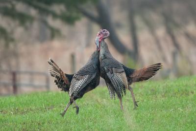 turkey coloring pages without feathers excerpt