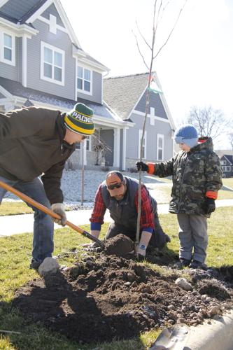 Cambridge Tree Project | Cambridge News / Deerfield Independent ...