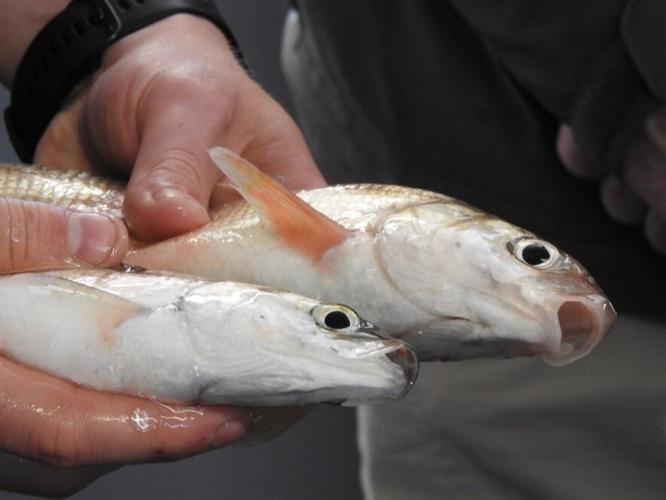 Natural Connections: The Lake Superior fishery in Wisconsin waters ...