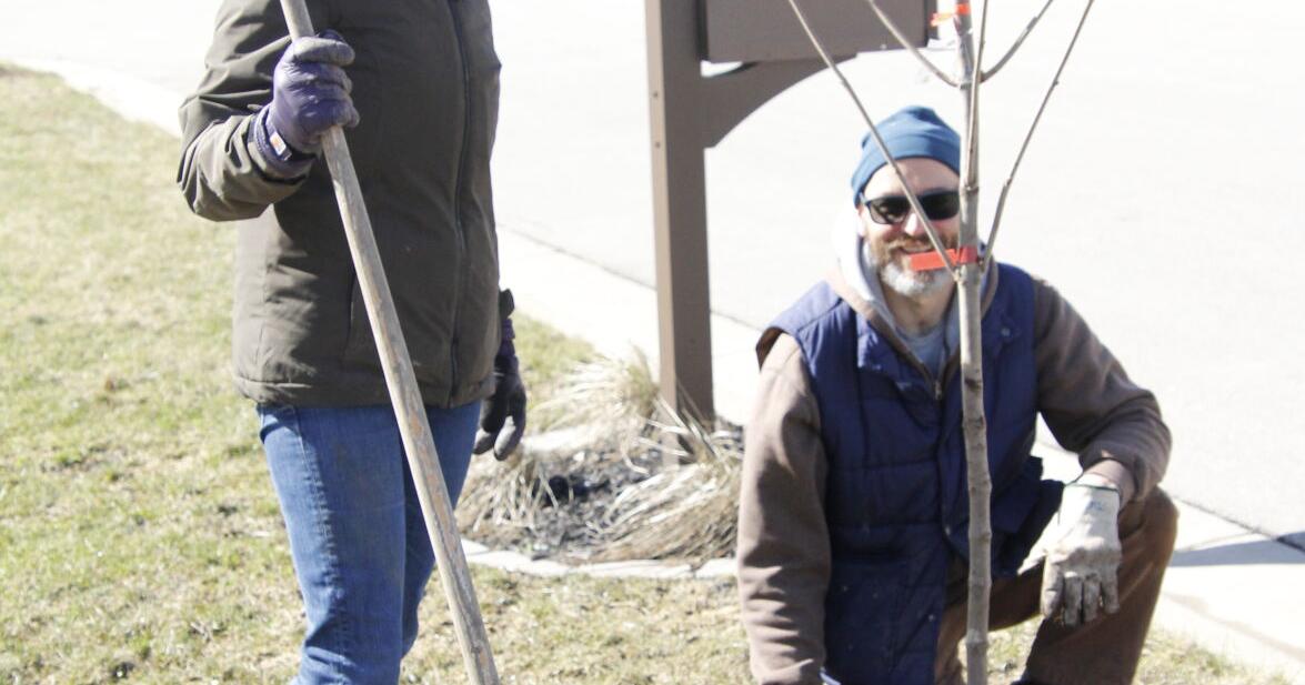 Cambridge Tree Project | Cambridge News / Deerfield Independent ...