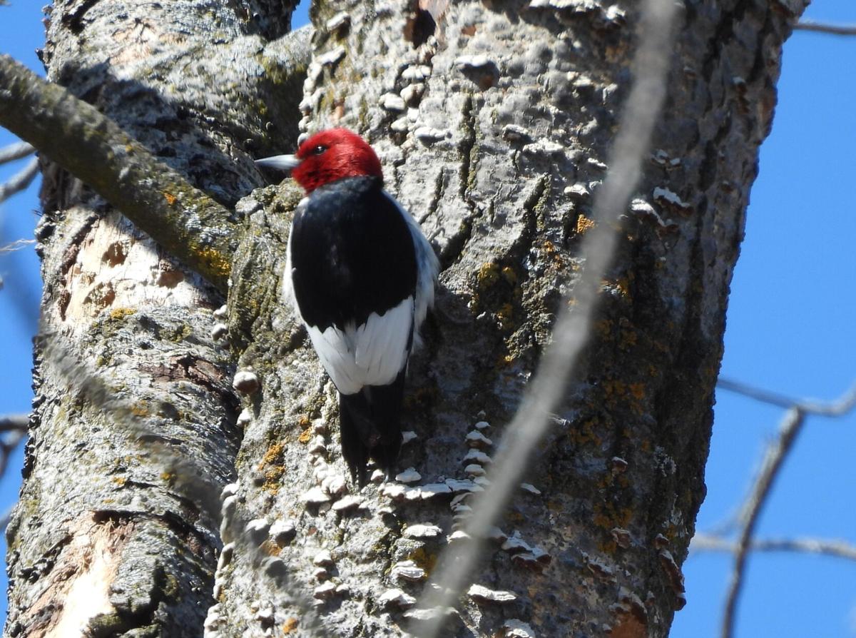 Feathered Feature: Biodiversity and iNaturalist update | Arts And ...