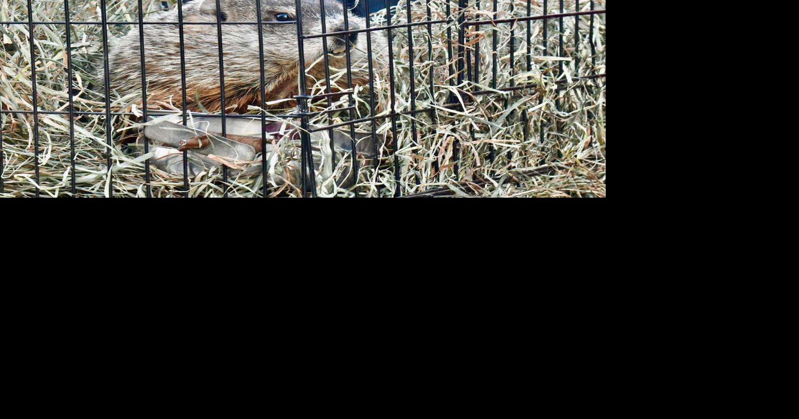 Jimmy the Groundhog (2023) | Local | hngnews.com