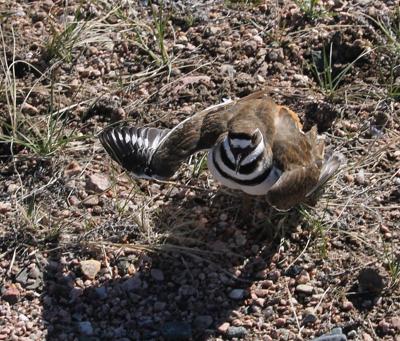 The unique but familiar killdeer | Columns | hngnews.com
