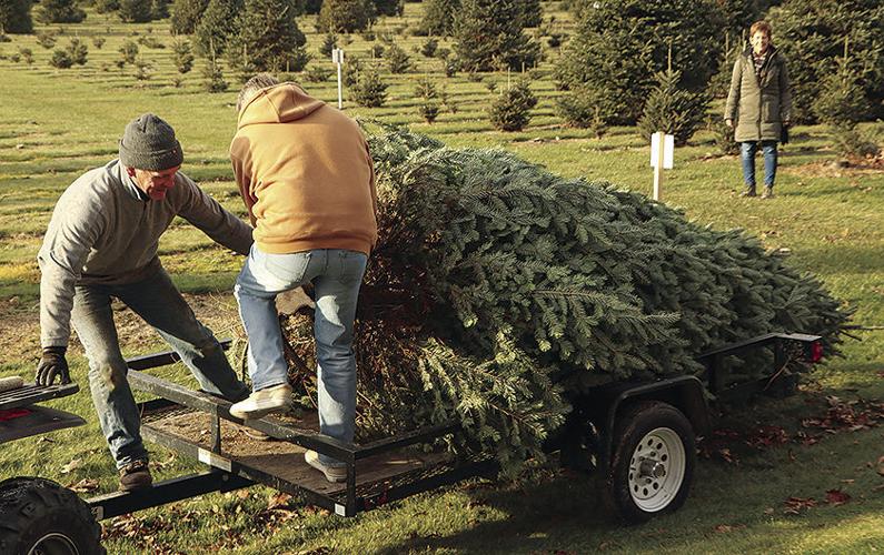 Local tree farms thrive during holiday season despite pandemic | Share ...