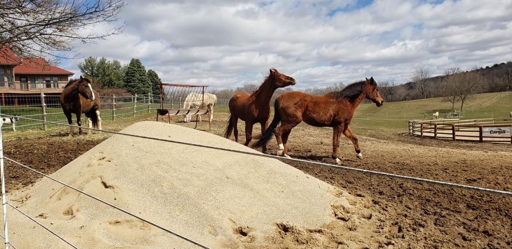 Healing Horses: Triple H Ranch offers therapeutic riding | Local ...