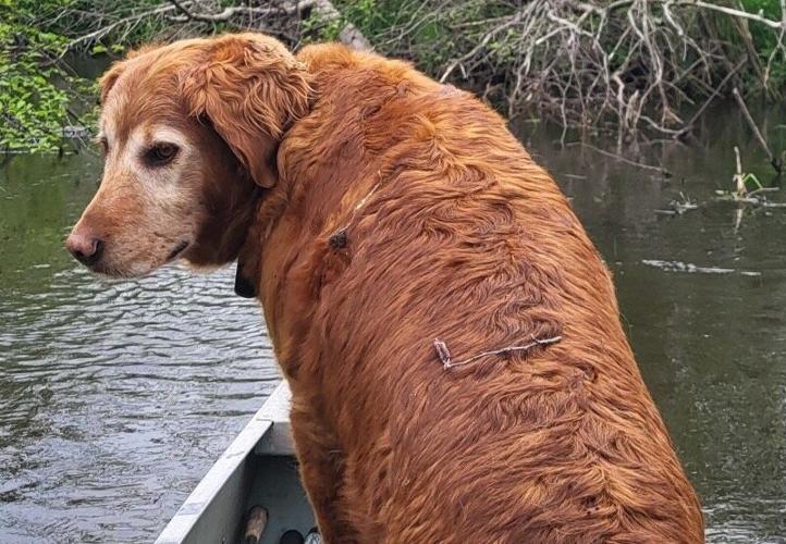 An Outdoorsman's Journal: Ruby, the Definition of a Tough Dog ...