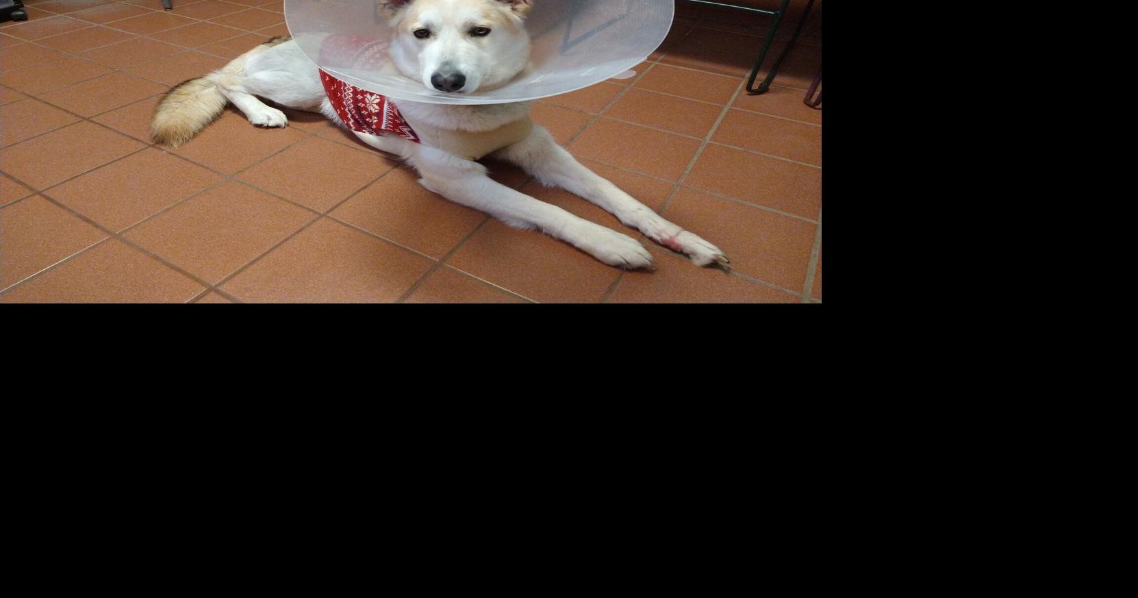 County adds funds to Dane County Humane Society contract, ensuring ...