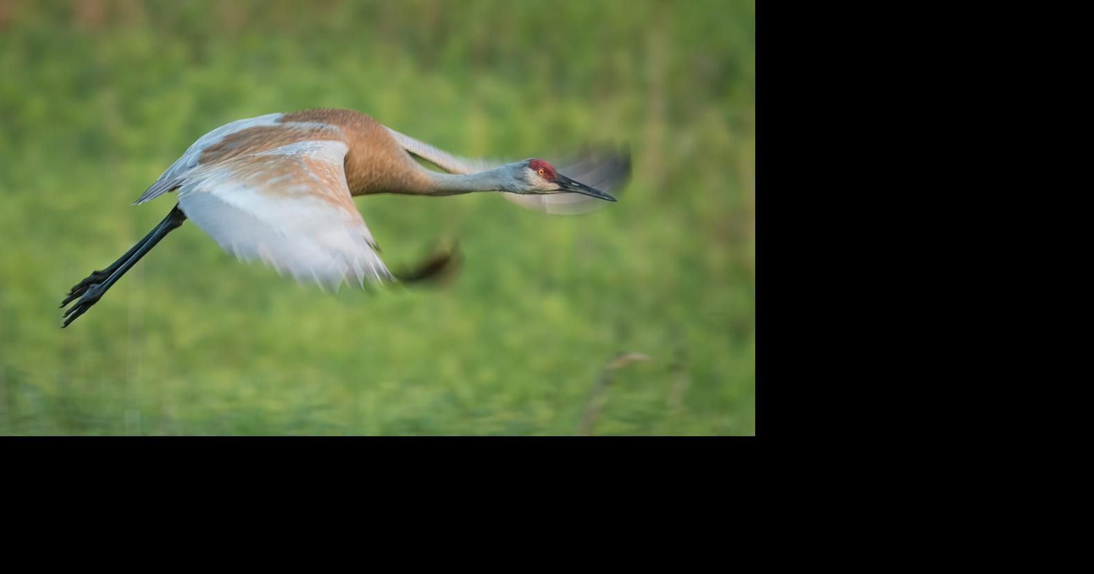 Feathered Feature: Living with cranes, sharing their space | Columns ...