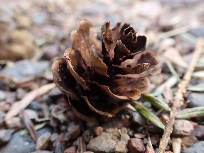 Natural Connections: Hemlock and paper birch, an odd couple | Columns ...