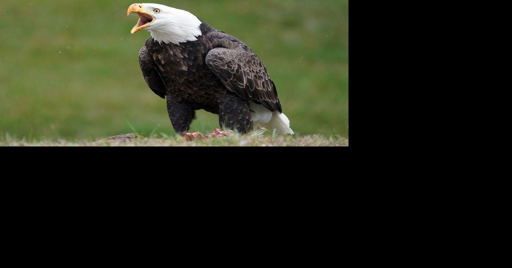 BALD EAGLE | Community | hngnews.com