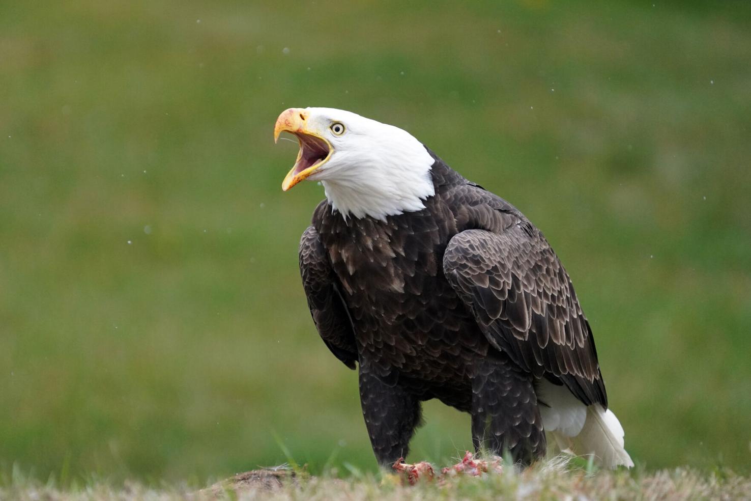 BALD EAGLE | Community | hngnews.com