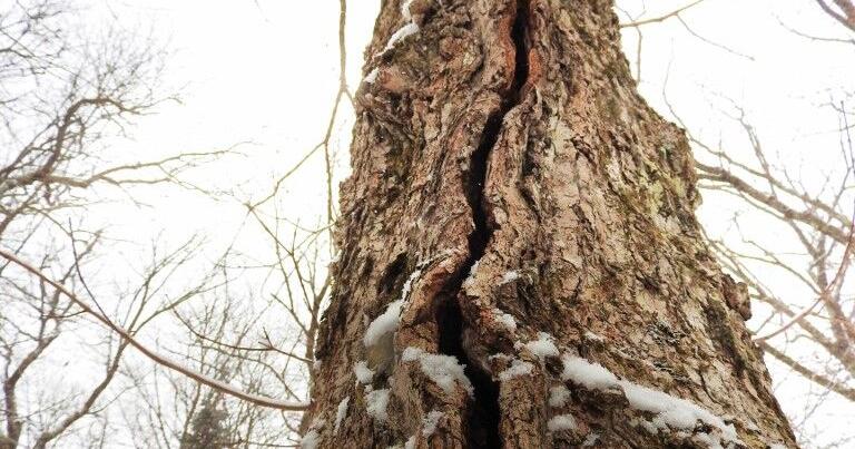 Frost results in cracks in maple trees | Arts And Entertainment ...