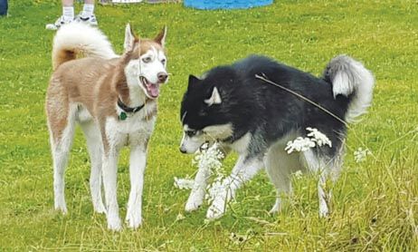 Husky Huddle-Malamute Mingle brings dogs out | Regional | hngnews.com