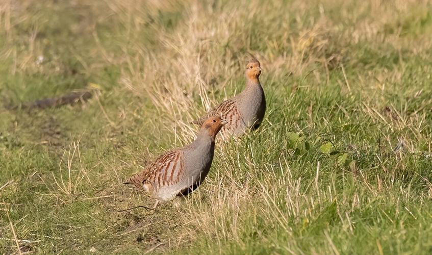 The rise and fall of the gray partridge in Wisconsin | Columns ...