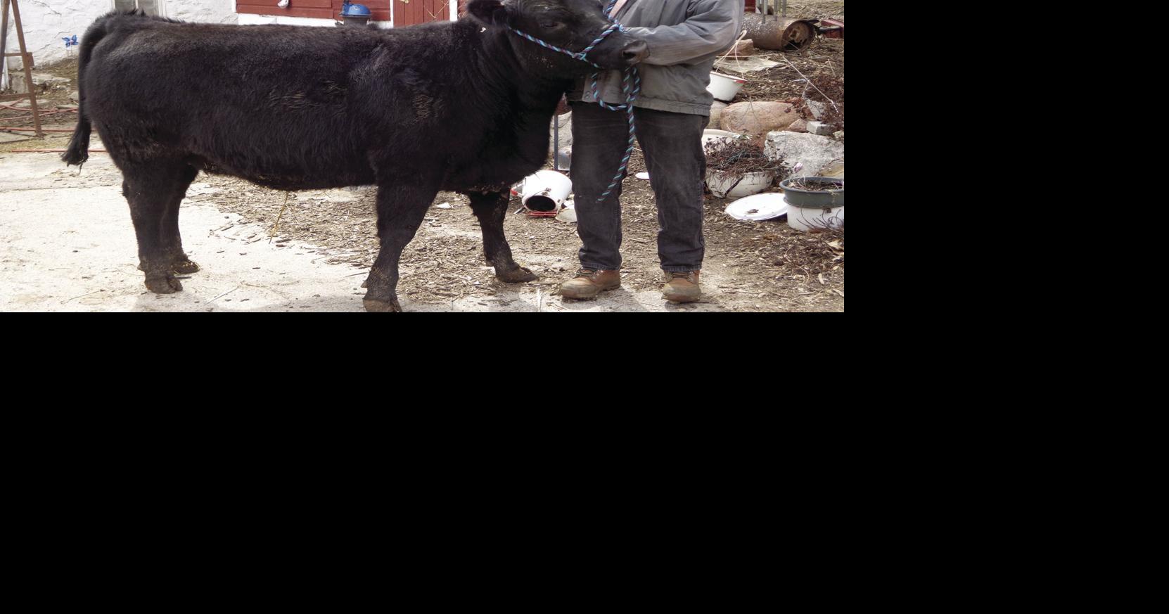 Chadwick Angus owns top animals to be sold by UW-Platteville students ...
