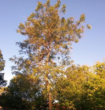 Contractor to remove trees in Sun Prairie | Government | hngnews.com