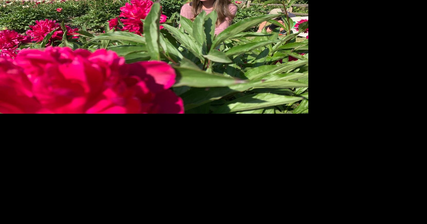 Tens of thousands are making annual peony pilgrimage to University of ...