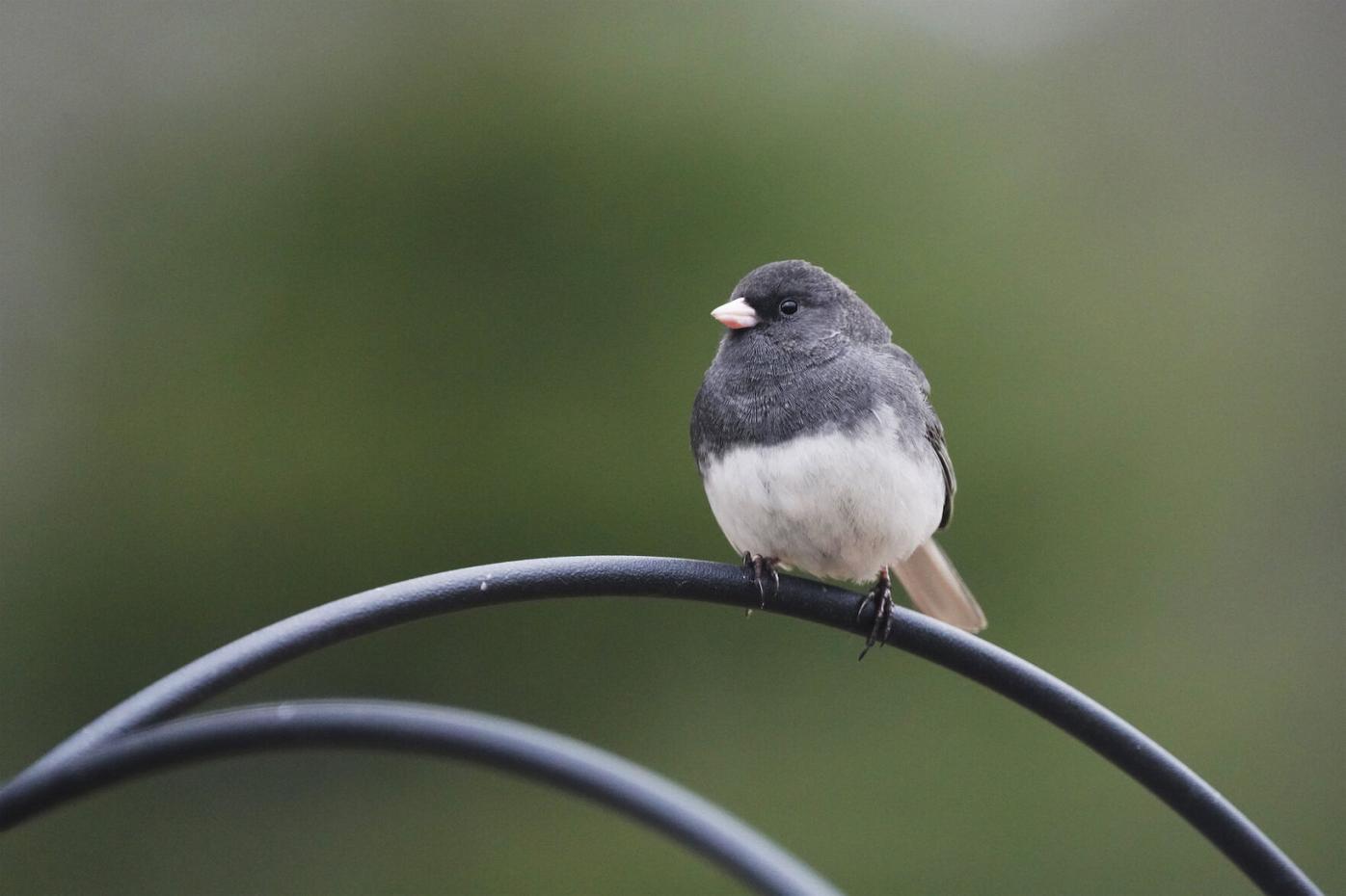 junco bird