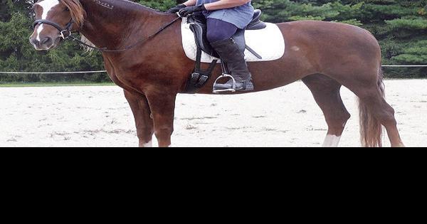 Taming mustangs | Local | hngnews.com