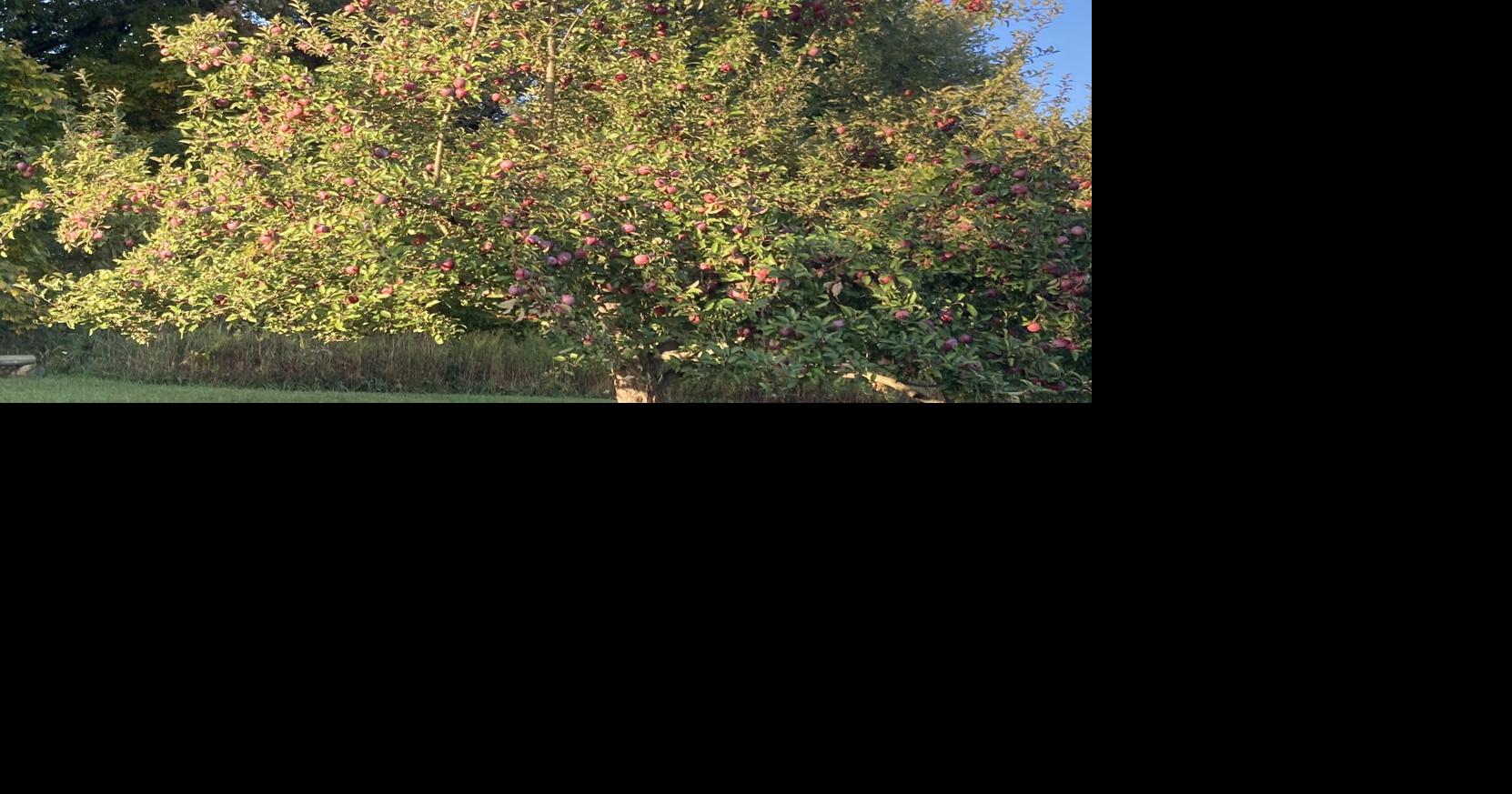 The Great...Apple Crunch? | School | hngnews.com