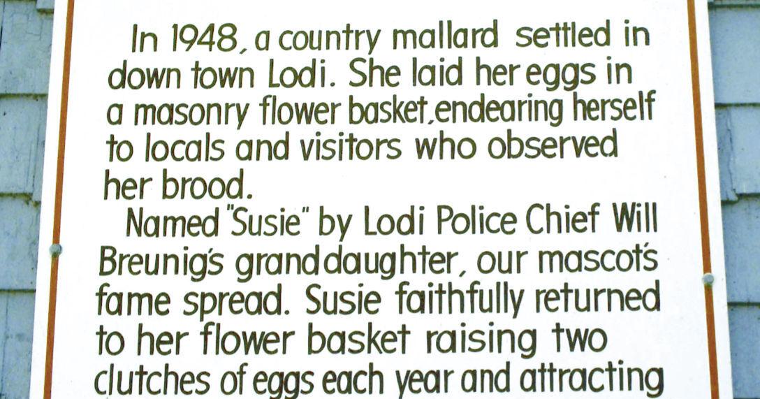 City of Lodi ready to welcome back Susie the Duck Day, Aug. 14 | Local ...